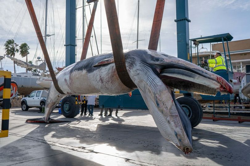 Monster 30ft whale mysteriously washes up at marina in British holiday ...