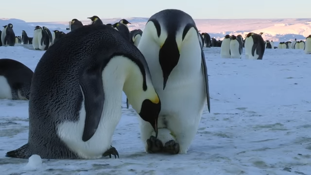 These animals raise their young in -60°C... one mistake means death