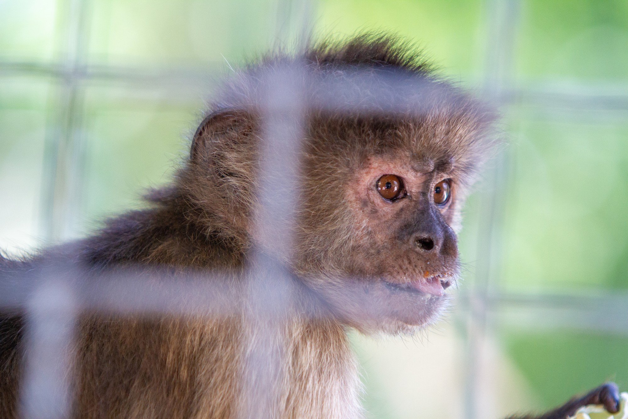 China’s biotech boom sends price of lab monkeys for drug tests climbing