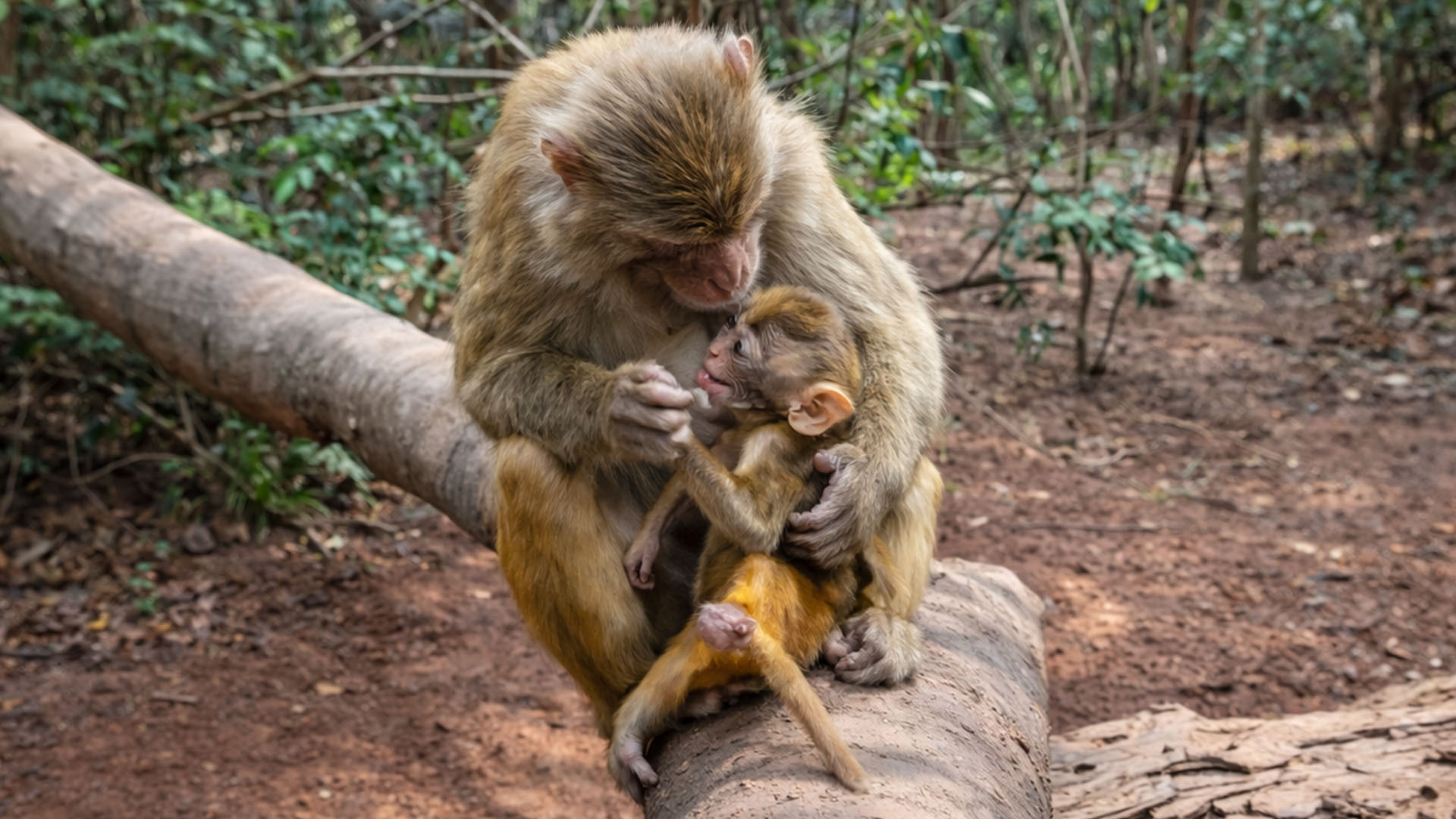 Mother monkey shares playtime with baby