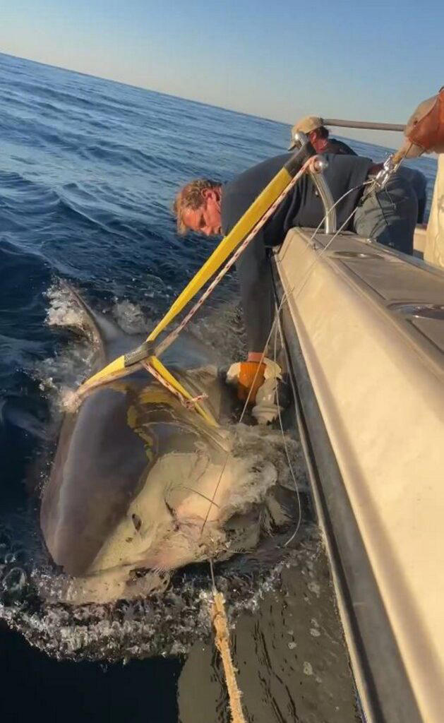 Record 14ft great white shark surfaces off coast, giving scientists new ...