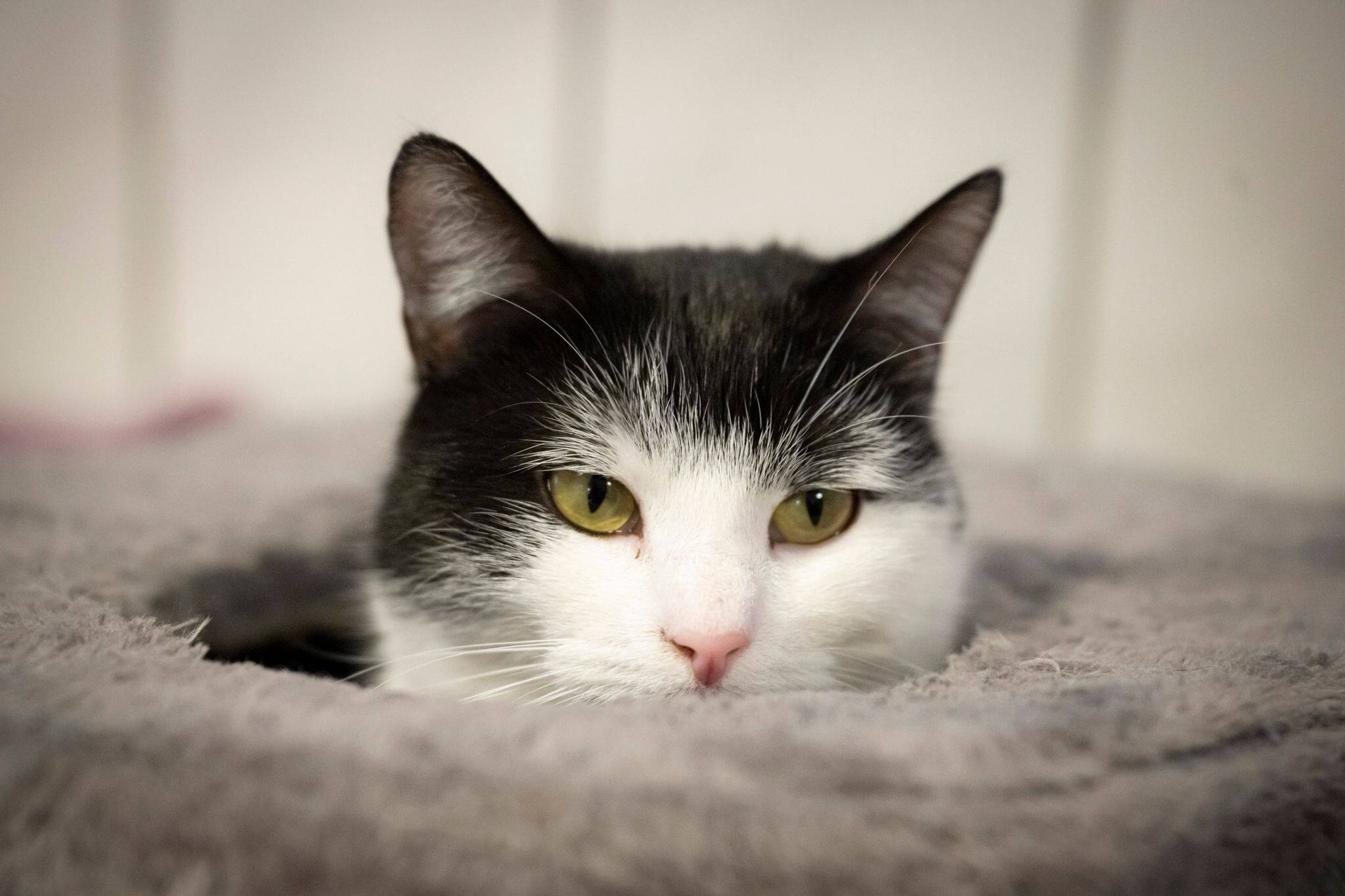 Zugfahrende Katze Shila sucht neues Zuhause
