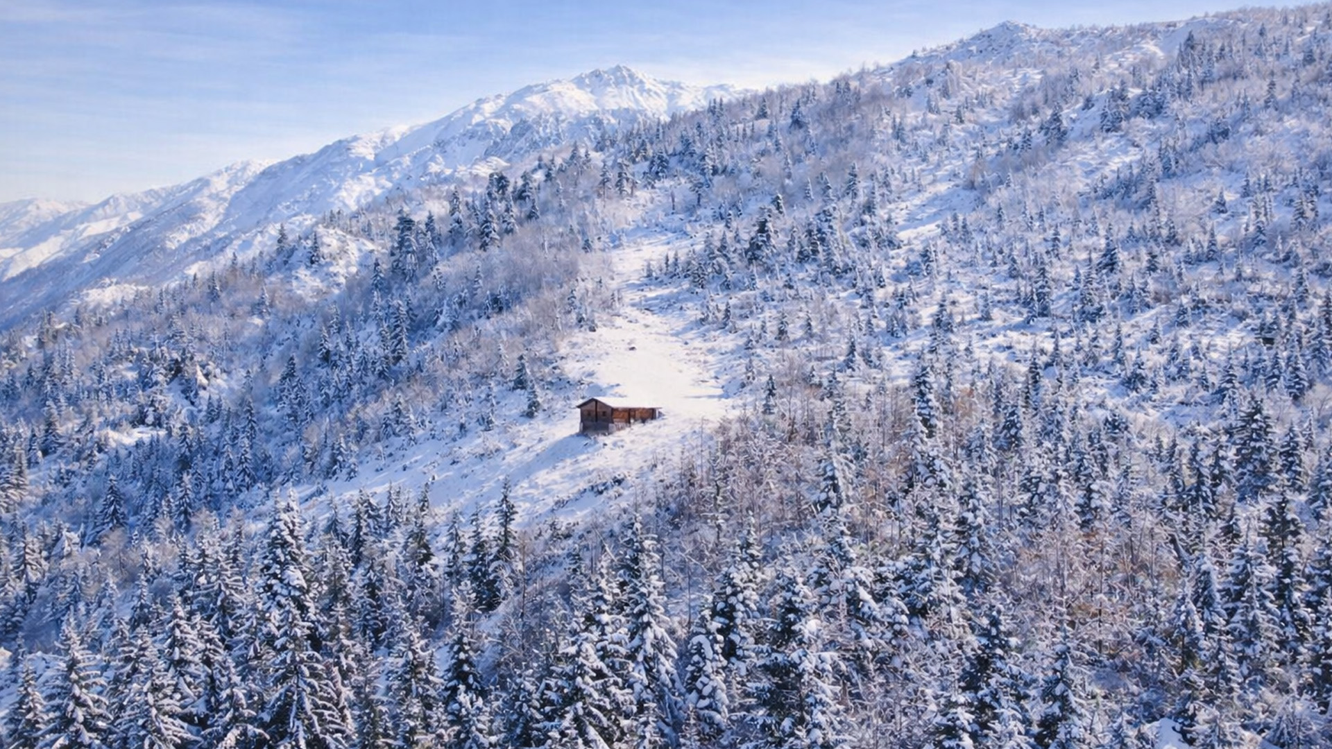 Isolated cabin surrounded by snow covered pines