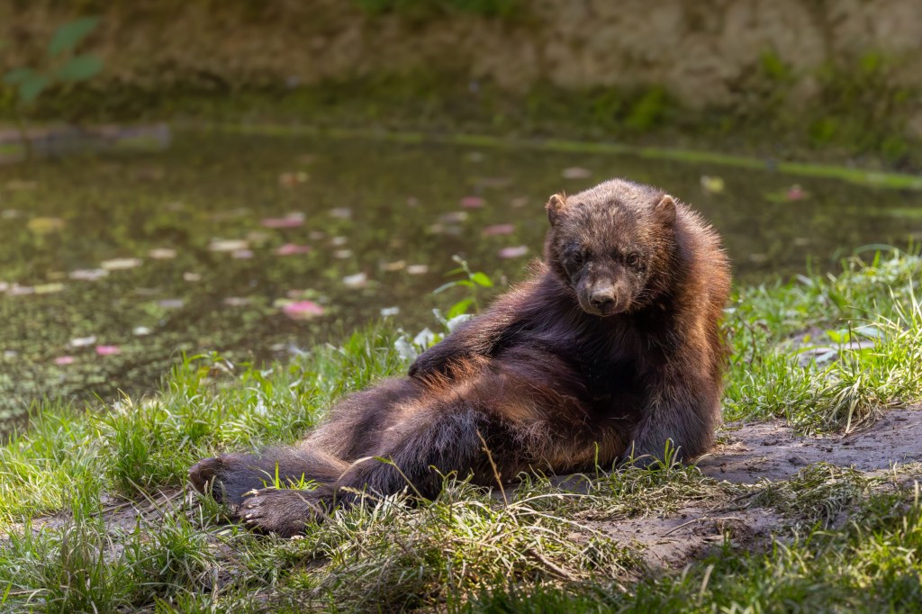 Killer wolverines once roved Yorkshire Dales after potholer’s Ice Age ...