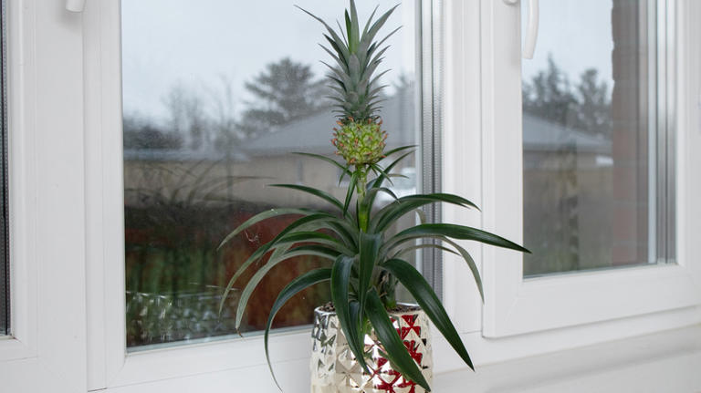 How to grow pineapple plants indoors for a tropical harvest that never ends