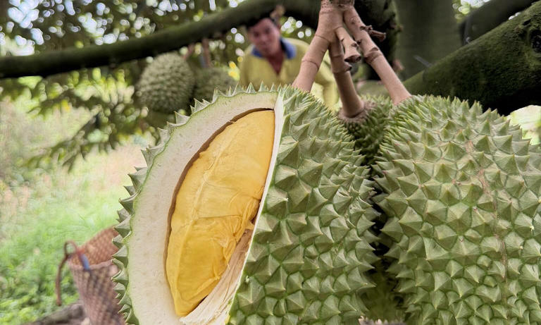 Durian prices surge to 3-year high at $5.9 per kg