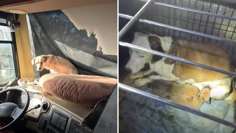 13 more dogs, puppies seized in ongoing animal abuse case near Buckeye