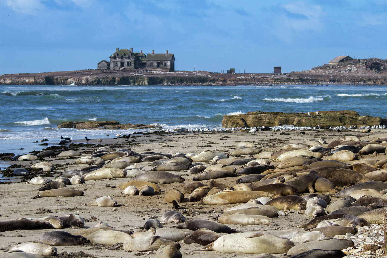 Bright purple seal appears on Bay Area beach, baffling experts