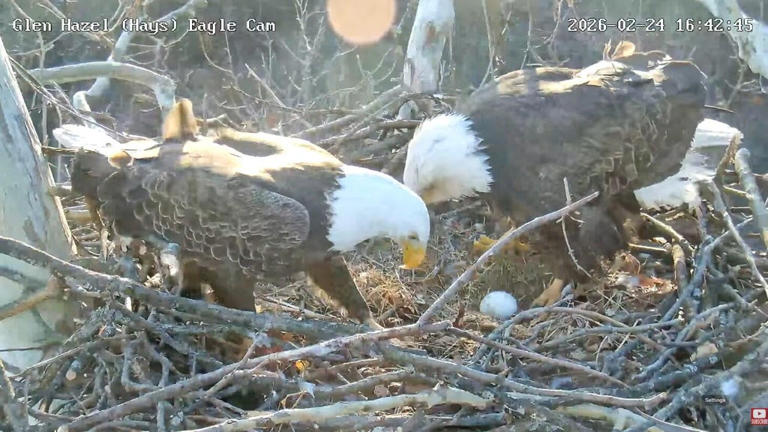 Pittsburgh's Glen Hazel eagles lay 1st egg of season
