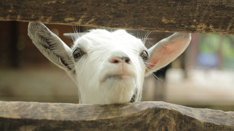 Goldie the paralyzed mini goat zooms around the basement on a rainy day!
