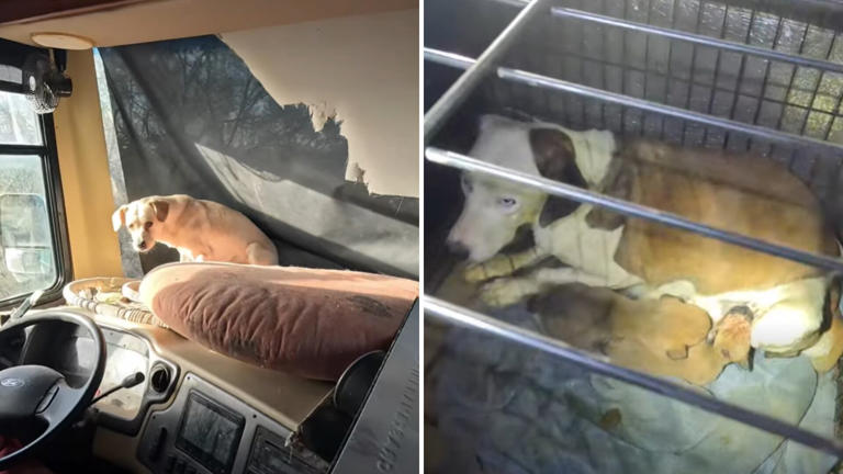 13 more dogs, puppies seized in ongoing animal abuse case near Buckeye