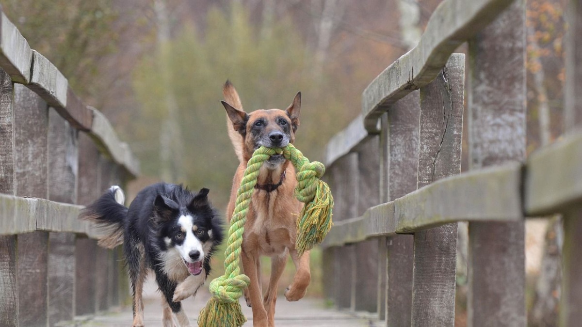 9 things dogs value more than your presence when choosing a favorite human