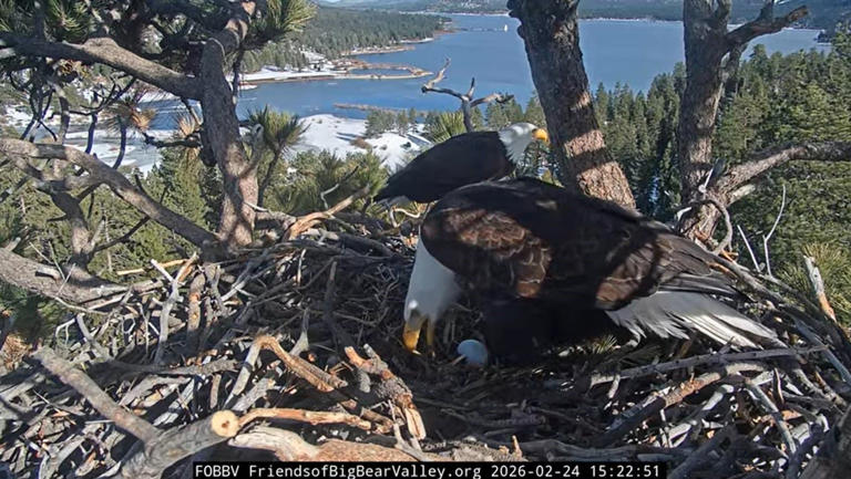 Jackie and Shadow on 'pip watch' as famed bald eagles await chicks