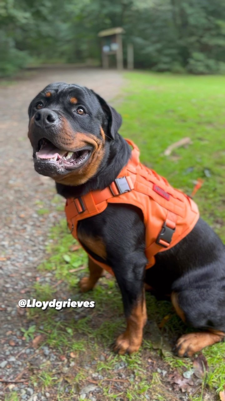 Why everyone’s talking about this handsome pup