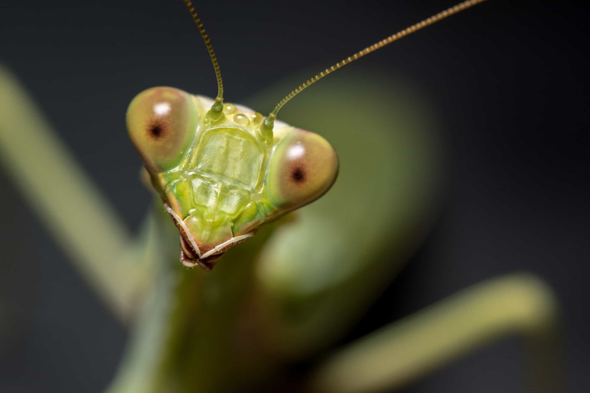 Naturaleza extrema: explorando el canibalismo en el reino animal
