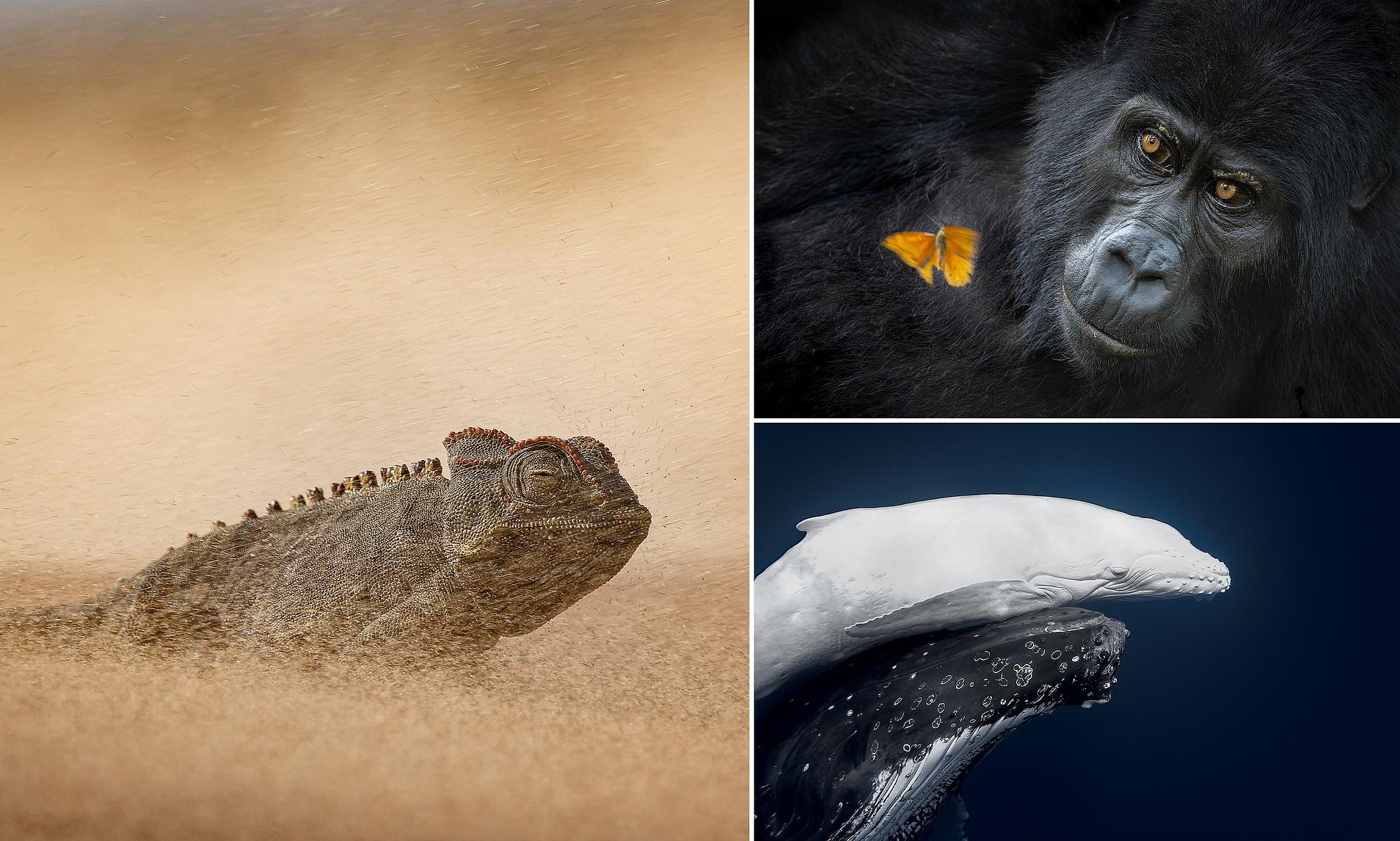 In pictures: The stunning World Nature Photography Award winners
