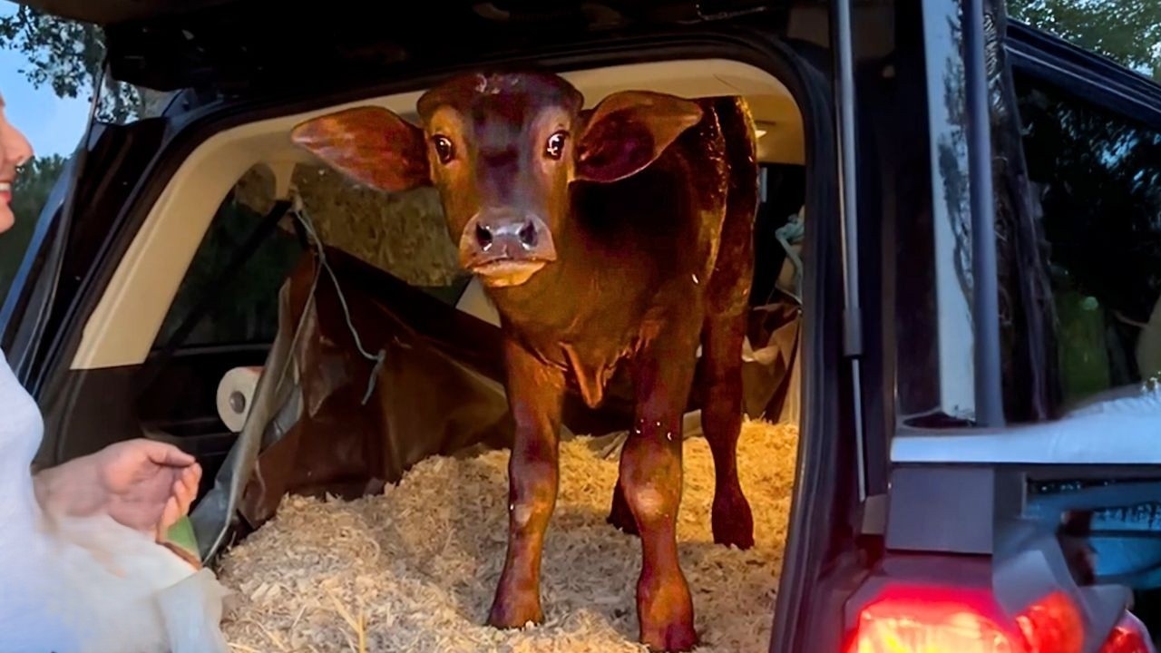 This baby buffalo only has eyes for one person - her new mom