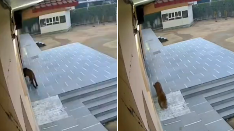 Leopard inside Ghaziabad school: Big cat triggers panic; exams ...