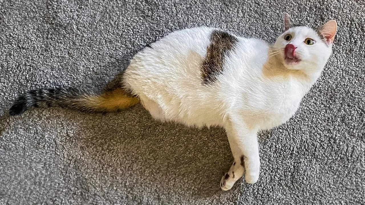 He only has two legs - but he lives like he has wings