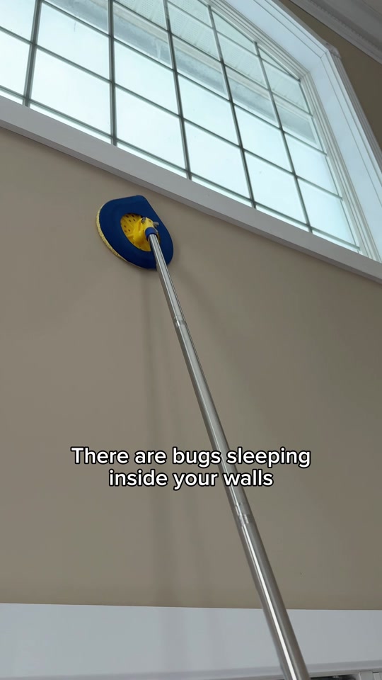 Ladybugs and cleaning secrets you need
