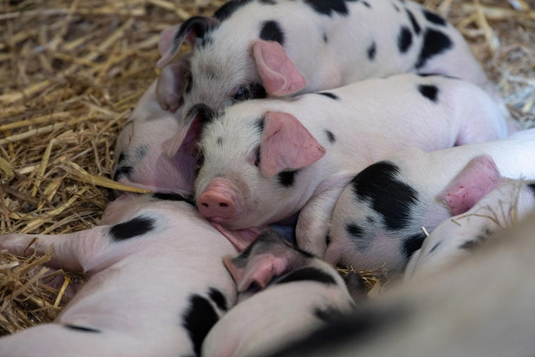 Meet the adorable new arrivals at Temple Newsam Farm as spring is on ...
