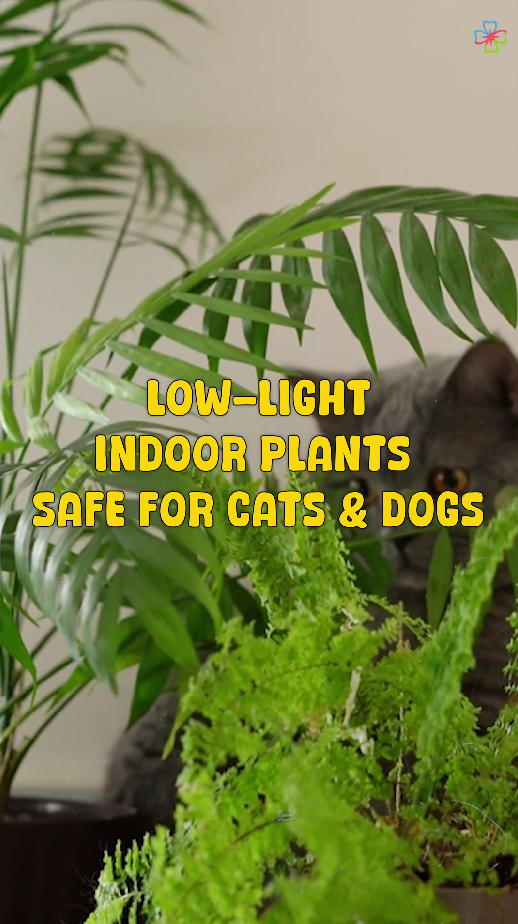 Pet friendly indoor plants that grow in low light homes