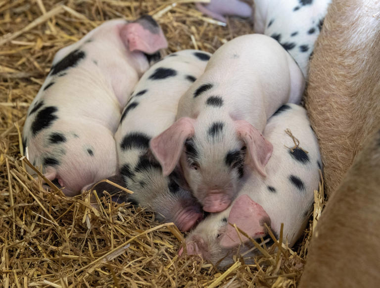 Nine farms and zoos across Leeds and Wakefield which offer a fantastic ...