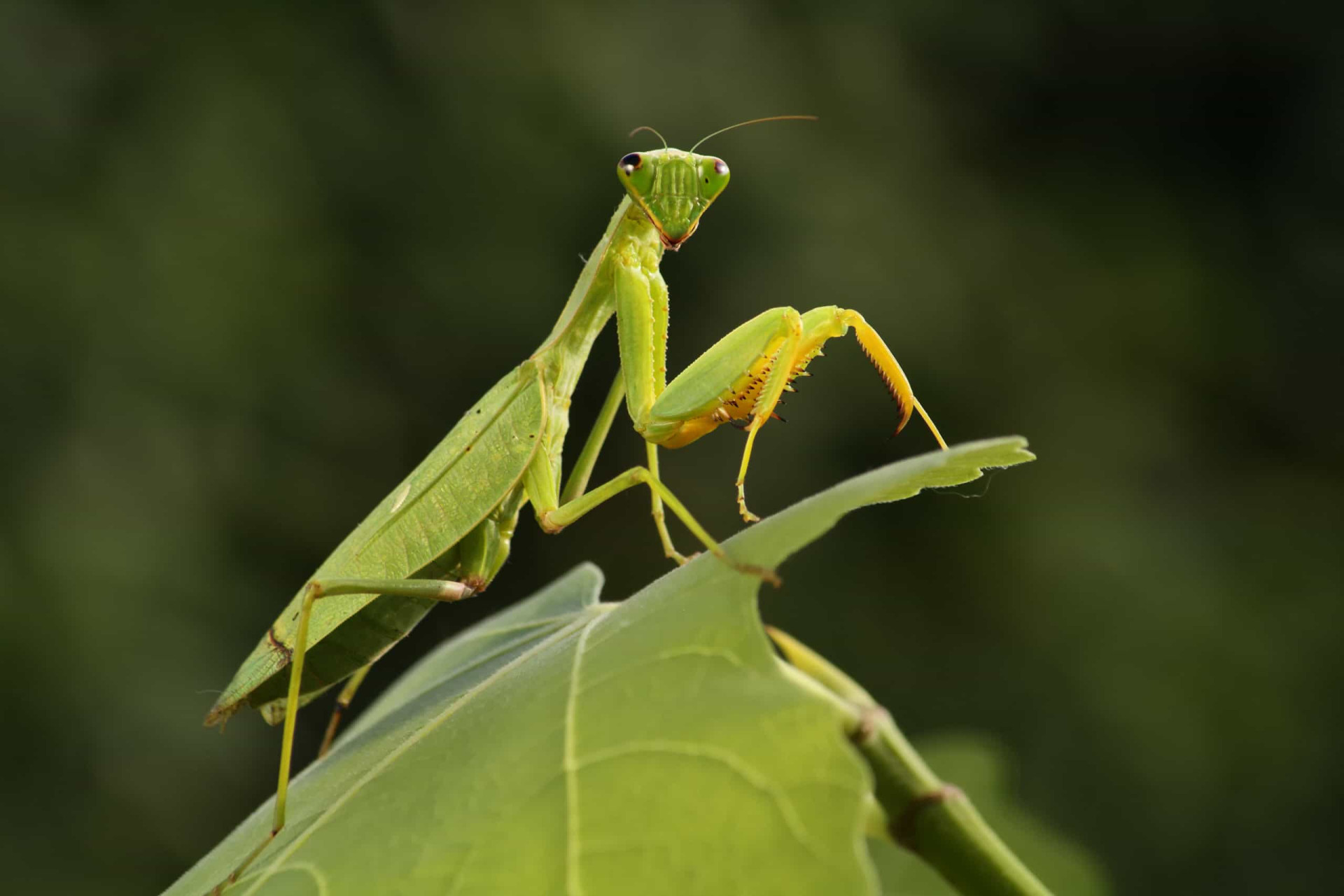 Naturaleza extrema: explorando el canibalismo en el reino animal