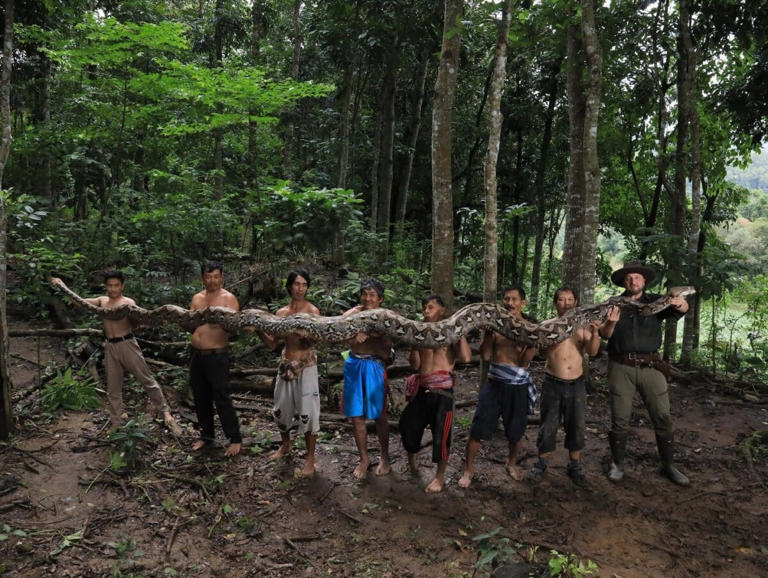 Meet 'The Baroness', Earth's longest wild snake ever found, and she's ...