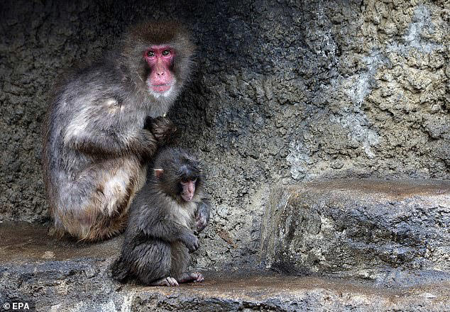 What will happen to Punch the monkey? Scientists reveal the lonely ...