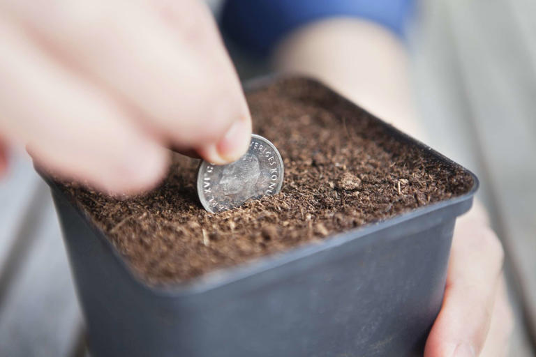 Wait, why the heck are people putting pennies in their houseplant soil?