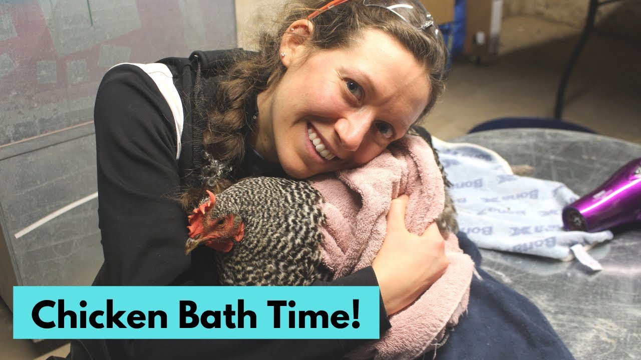 How to safely clean a chicken to keep your flock healthy