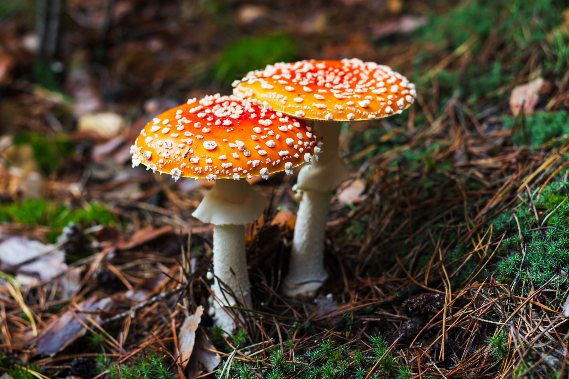 The hidden threats of nature: poisons that can be fatal