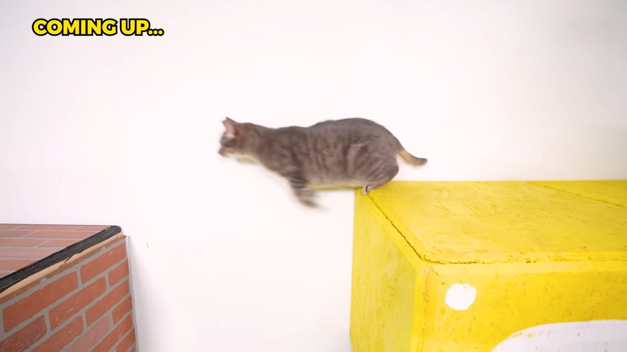 I spent $25,000 on a Super Mario castle for my cat