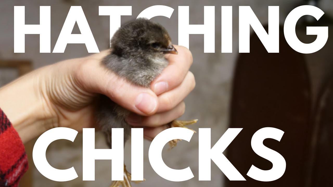 Couple incubates and hatches eggs for the very first time