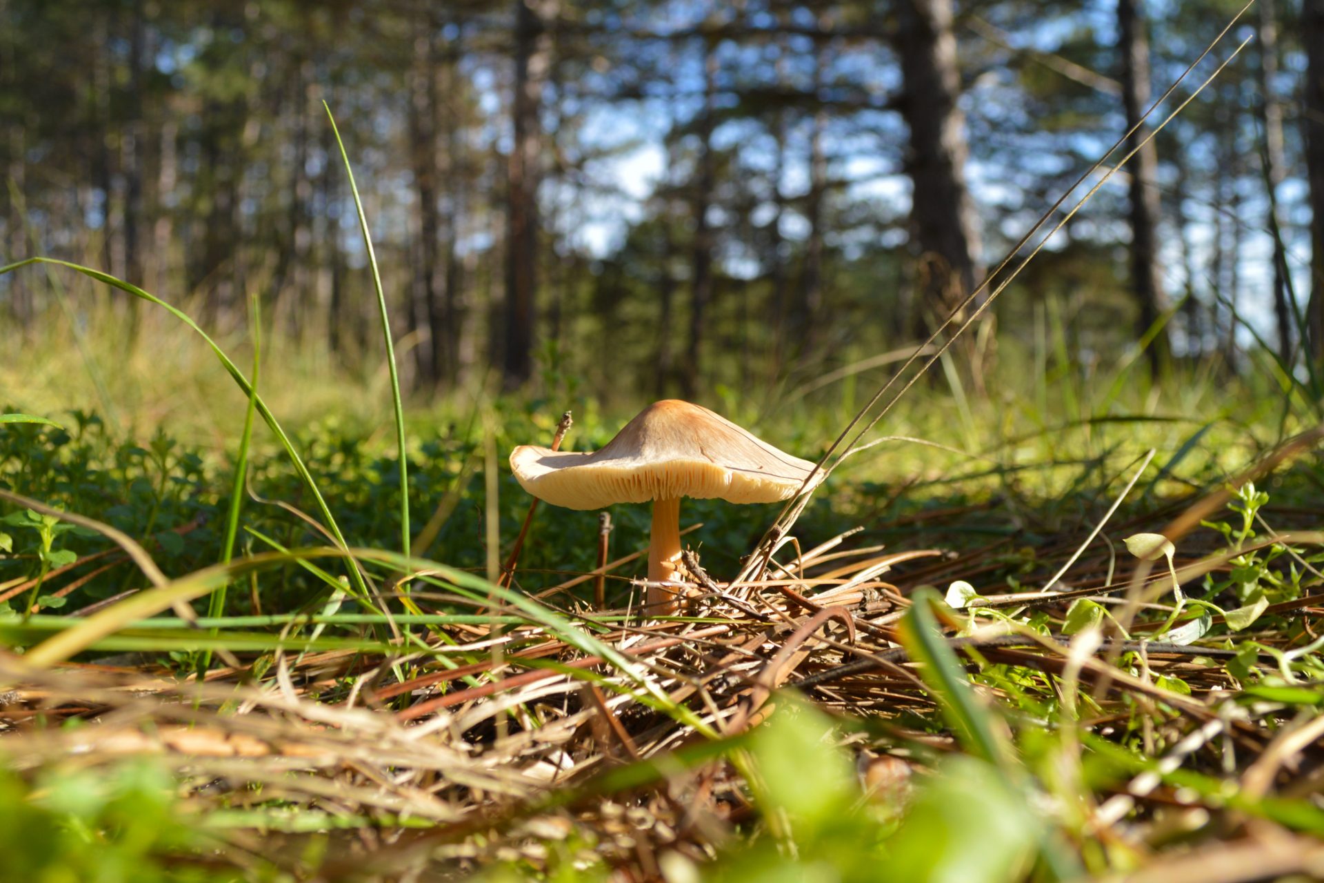 The hidden threats of nature: poisons that can be fatal