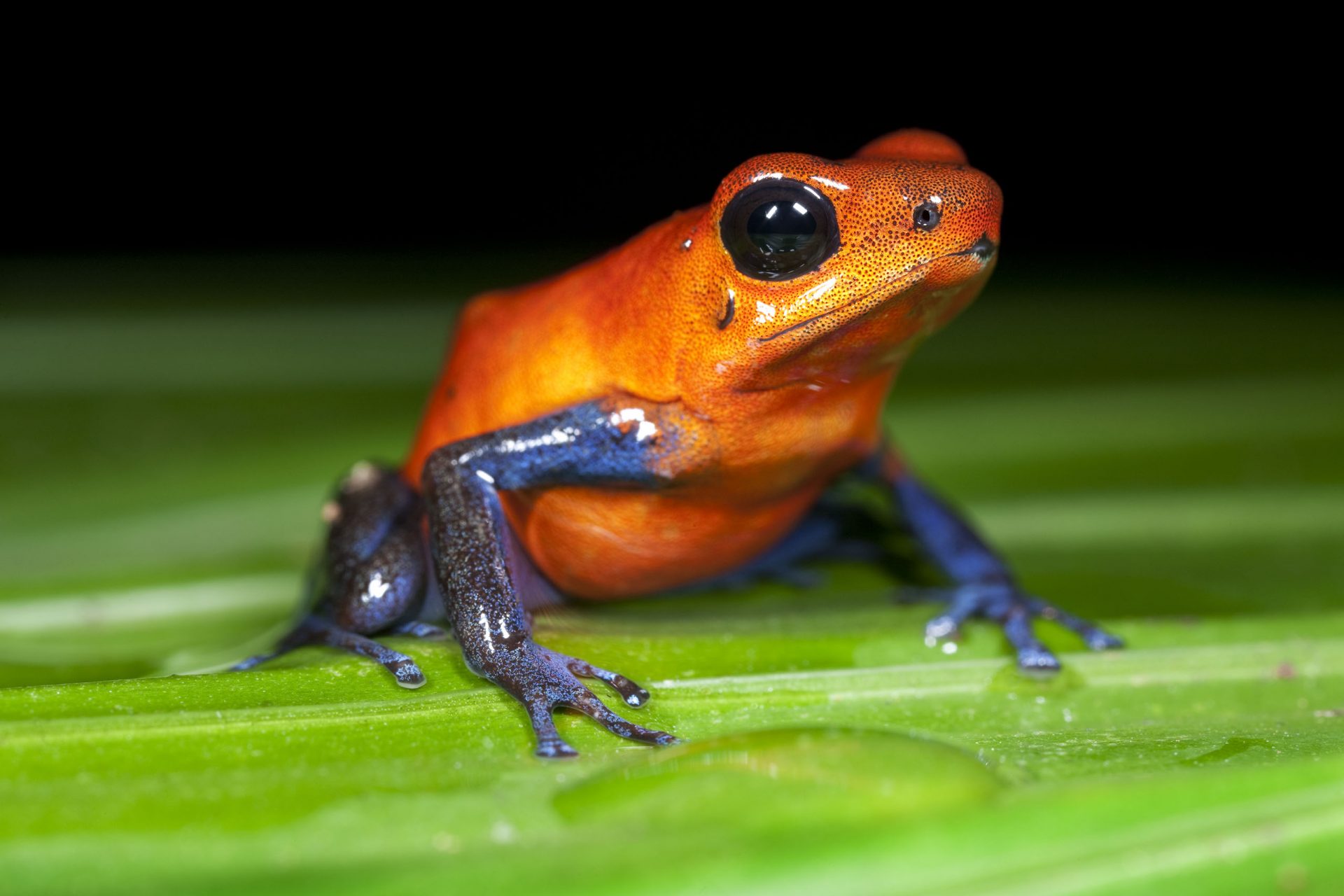 The hidden threats of nature: poisons that can be fatal