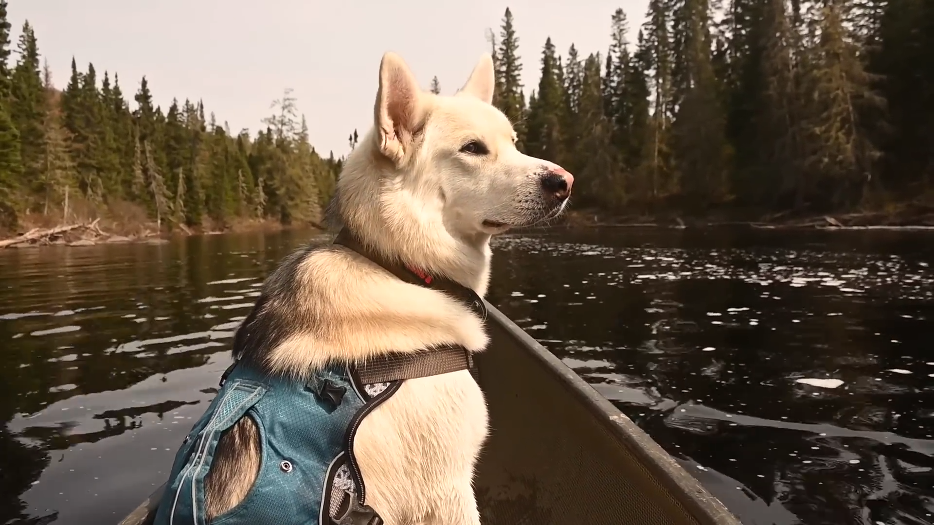 My dog earned his spot in the canoe - zero fear, full speed