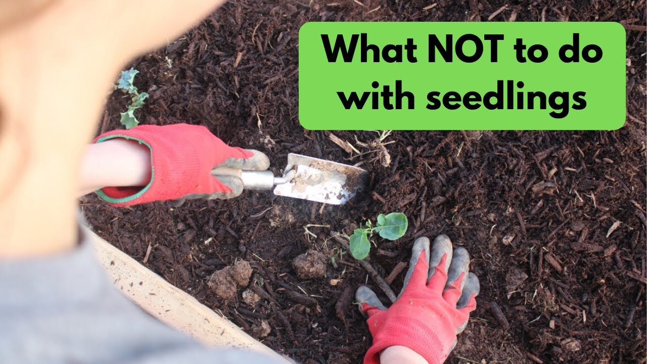 Avoid common seed-starting mistakes for stronger garden growth