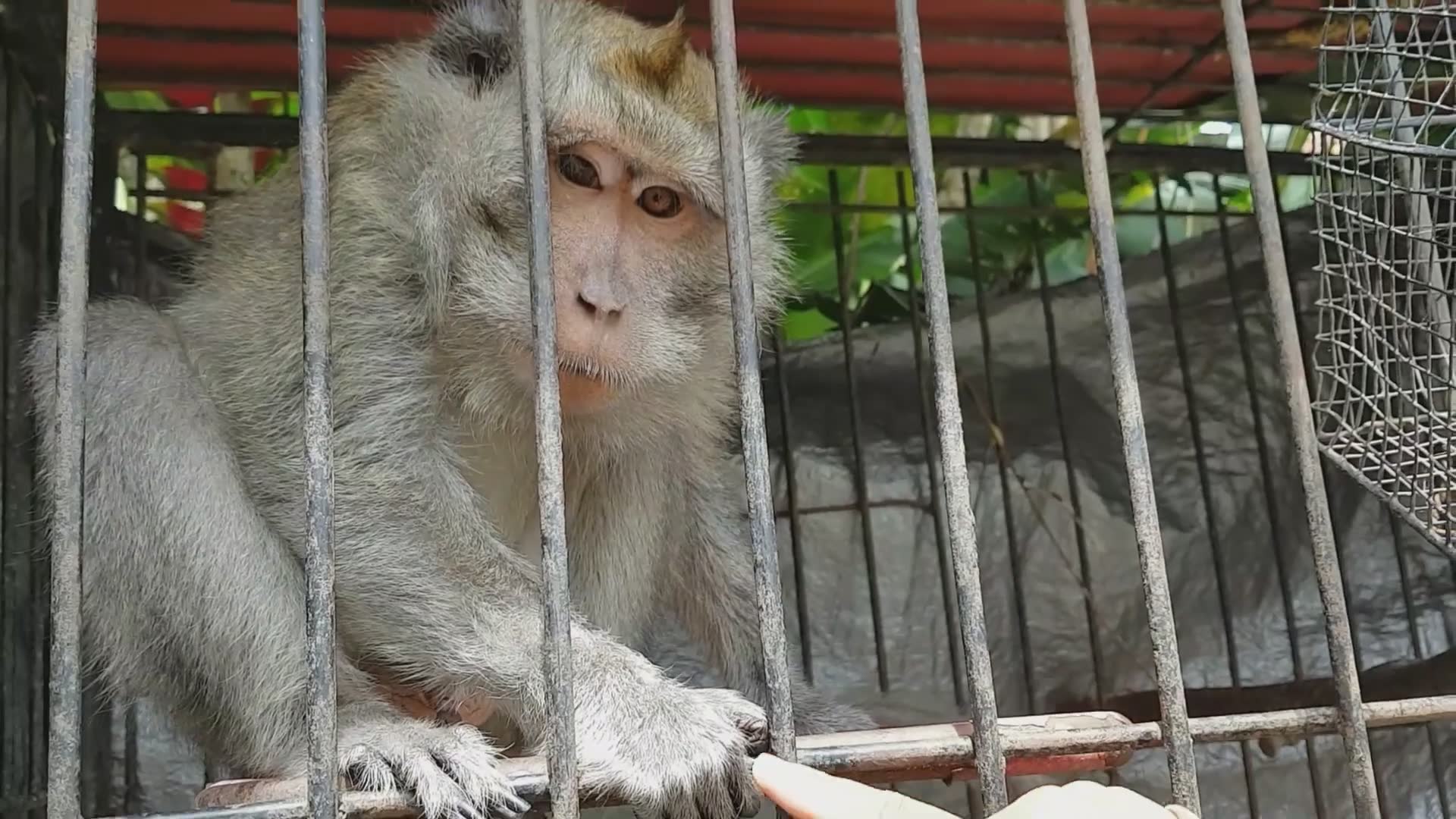 Exposing the cruel wildlife trade that supplies illegal pet monkey market