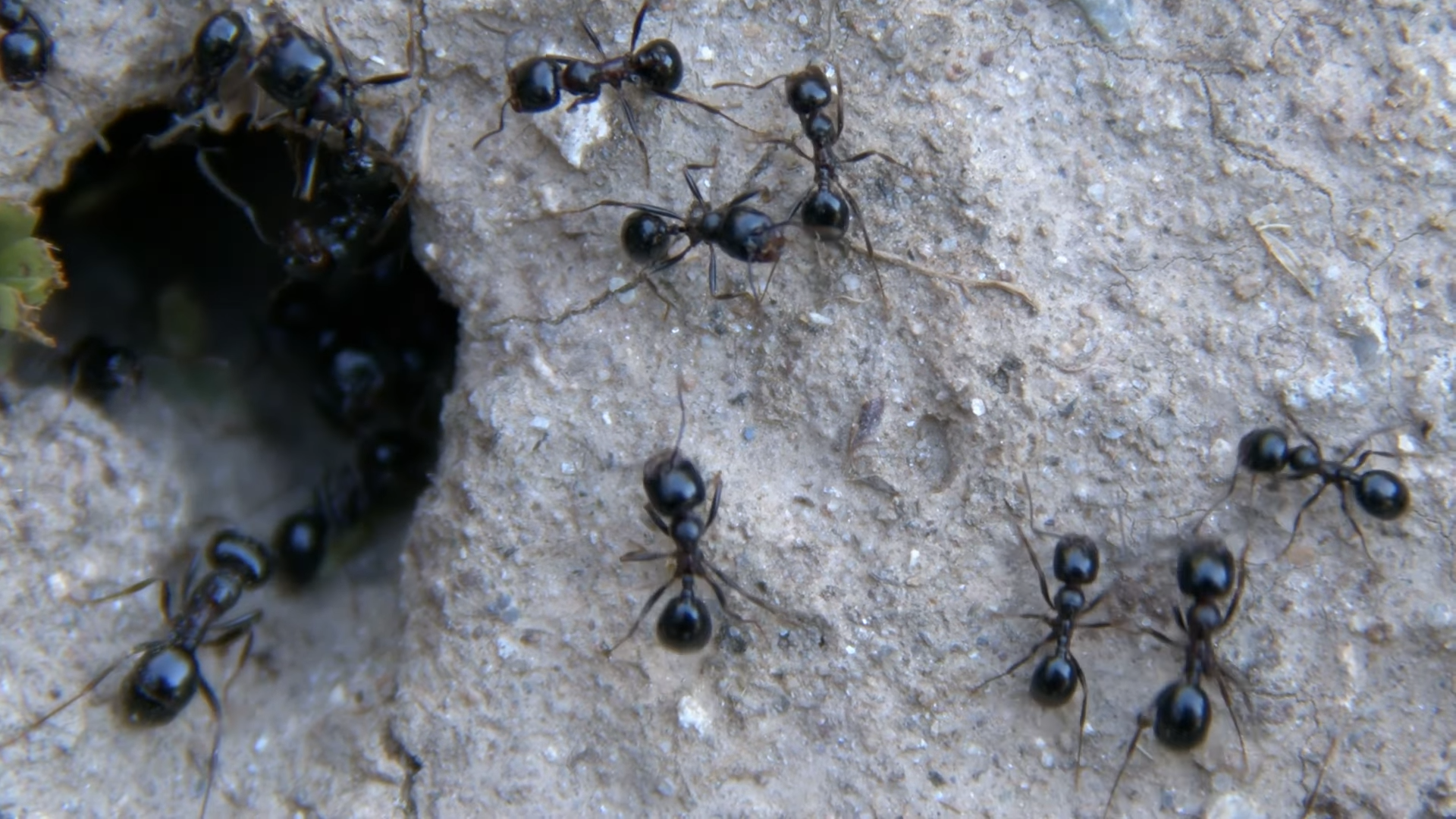 Watch what happens inside an ant colony – and why it’s terrifying