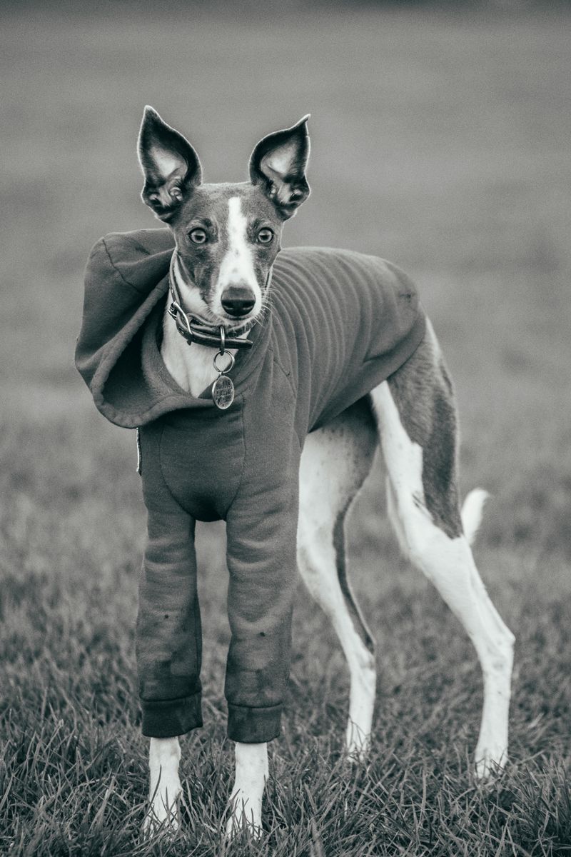 17 dog breeds that choose stability over excitement every time