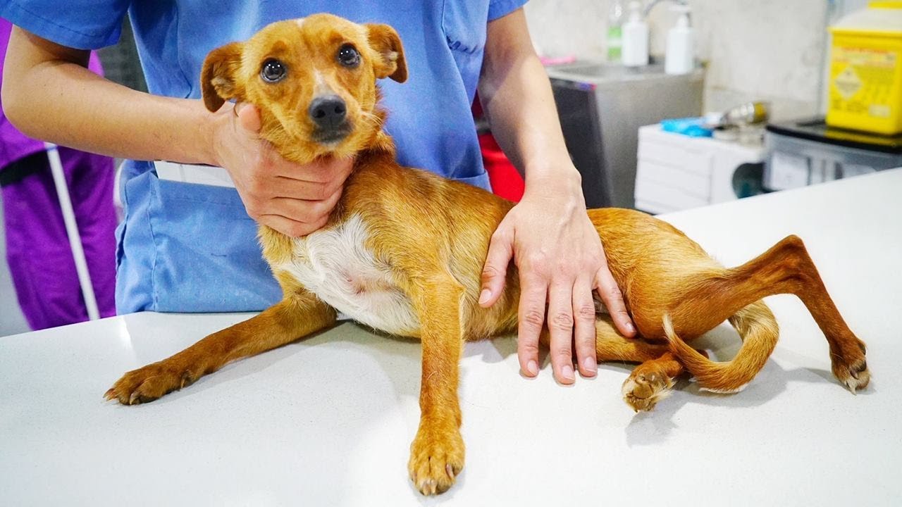 She was abandoned and alone - now this tiny dog is finally loved!