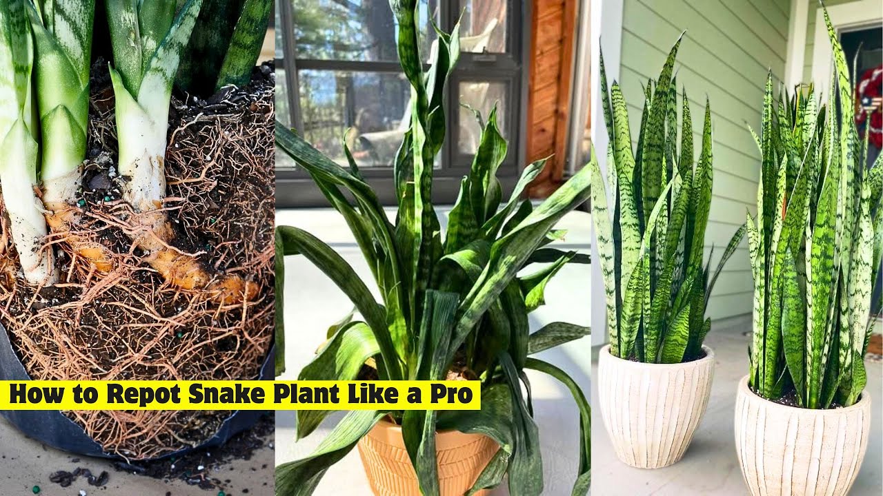 Easy expert technique to repot snake plant safely at home