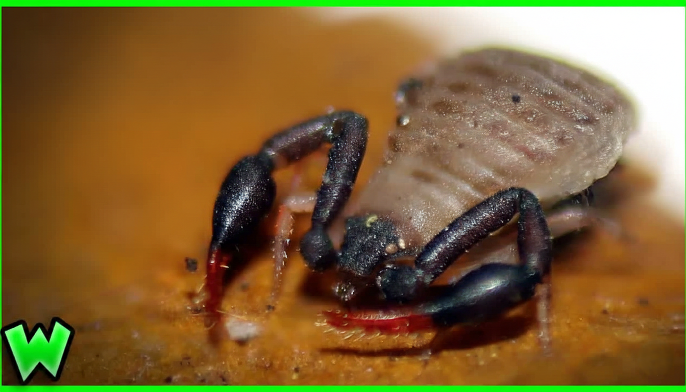 Tiny venomous scorpions in your yard - why this hidden threat is more ...