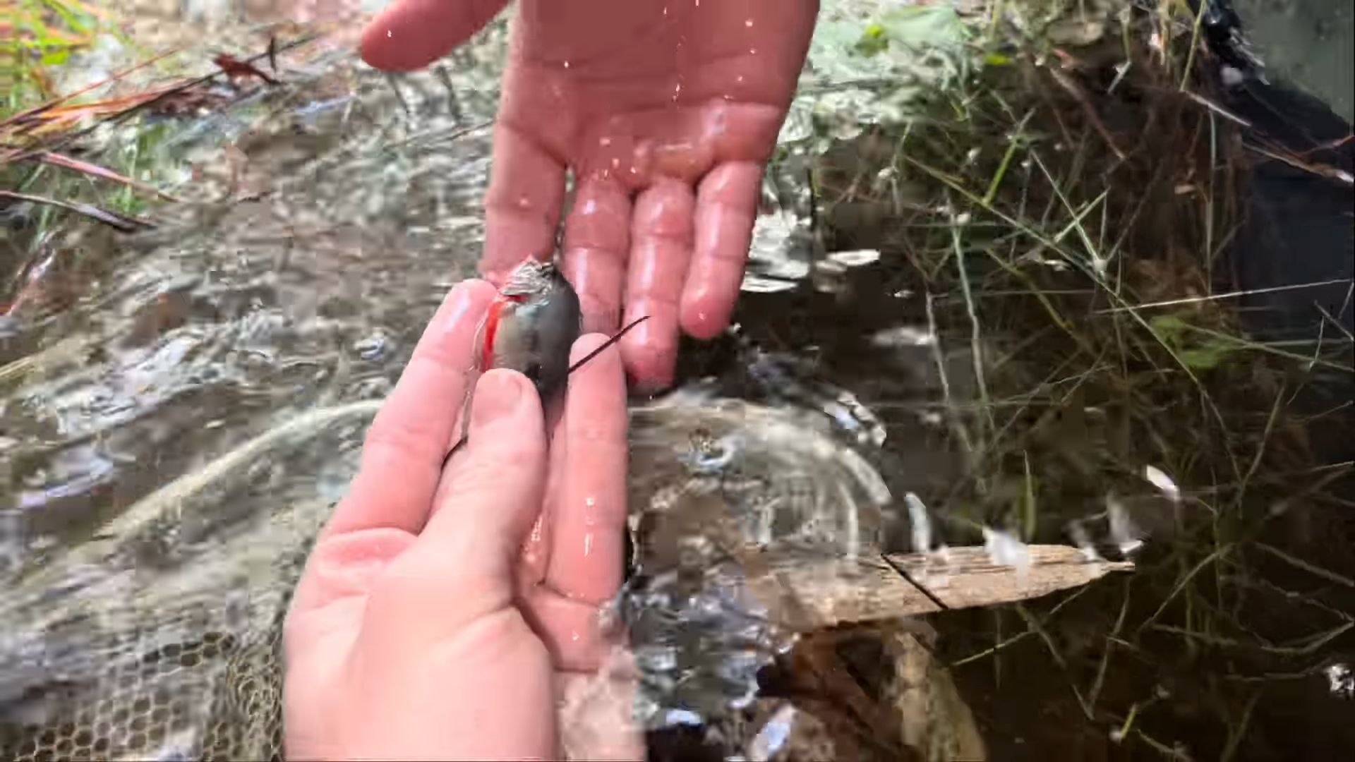 This is what happens when exotic fish get trapped in your driveway