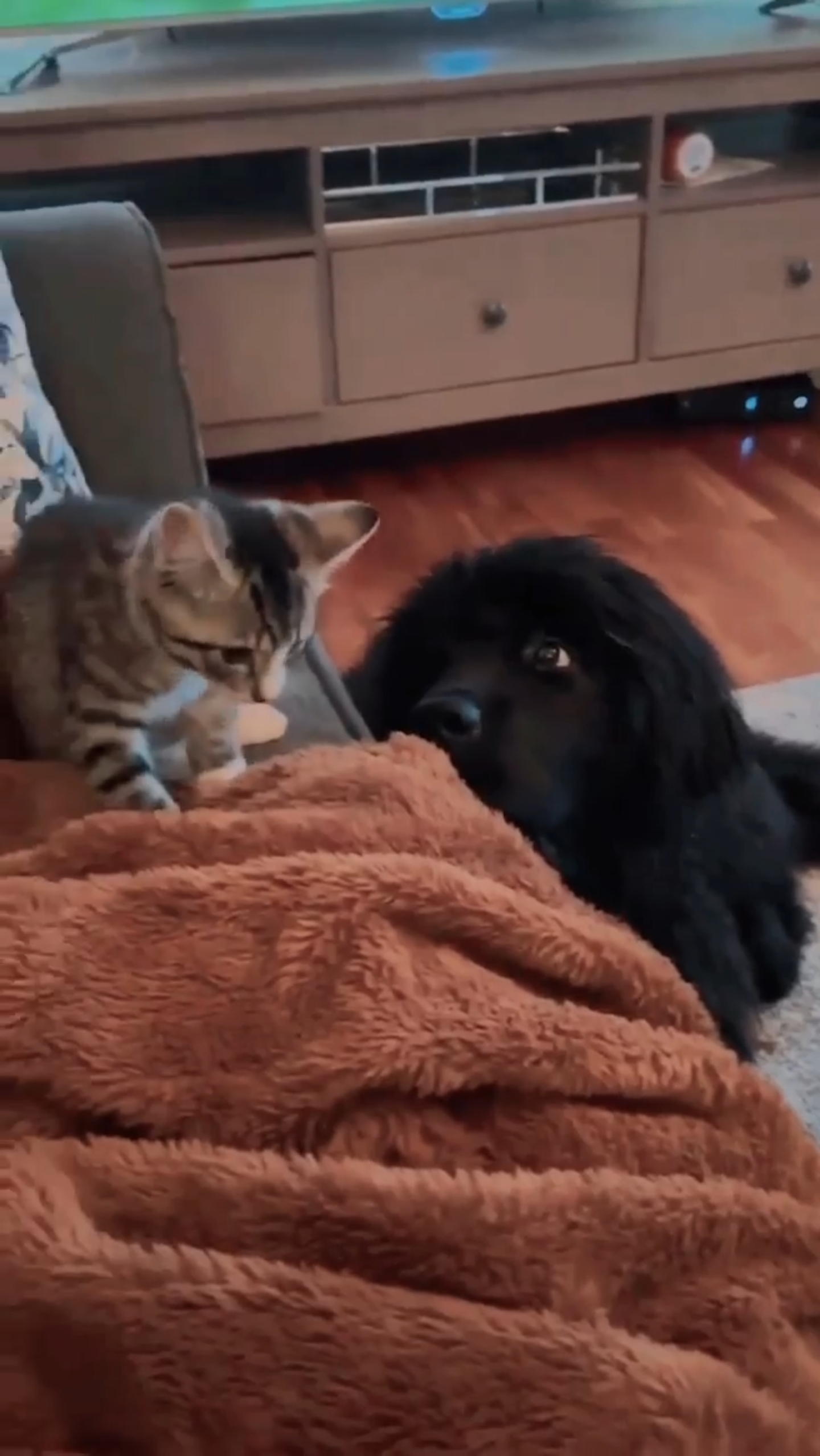 This cat loves kittens so much it is almost funny