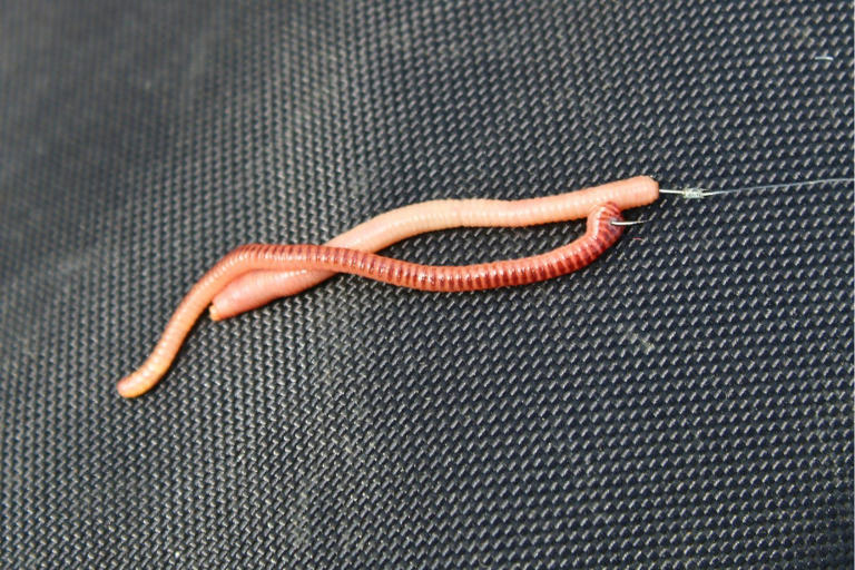Five worm fishing tips for catching on commercials