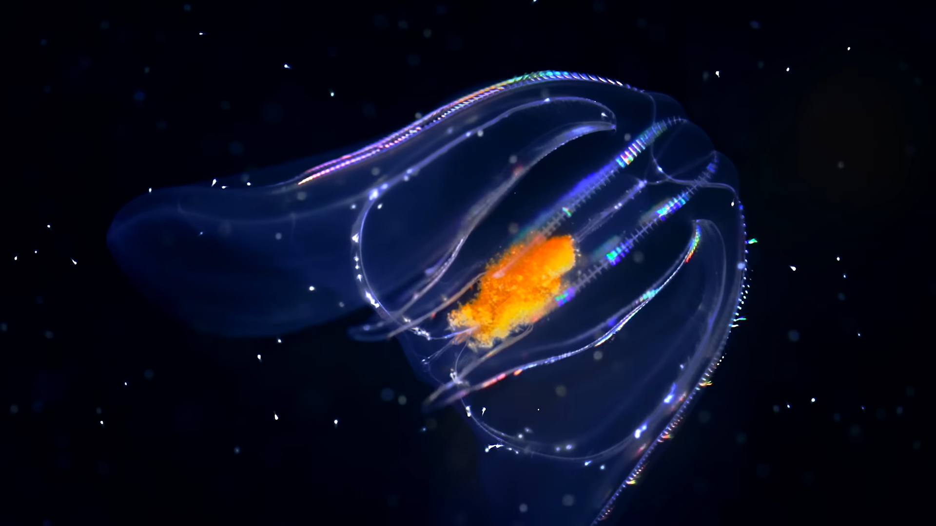 What is that strange blue glow in the ocean and why scientists are ...