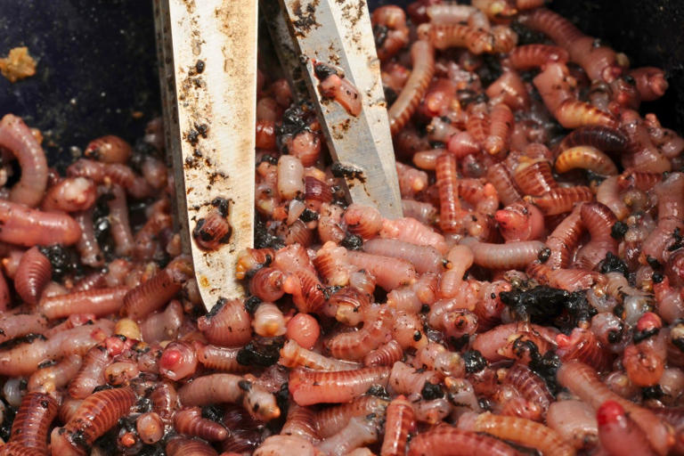 Five worm fishing tips for catching on commercials